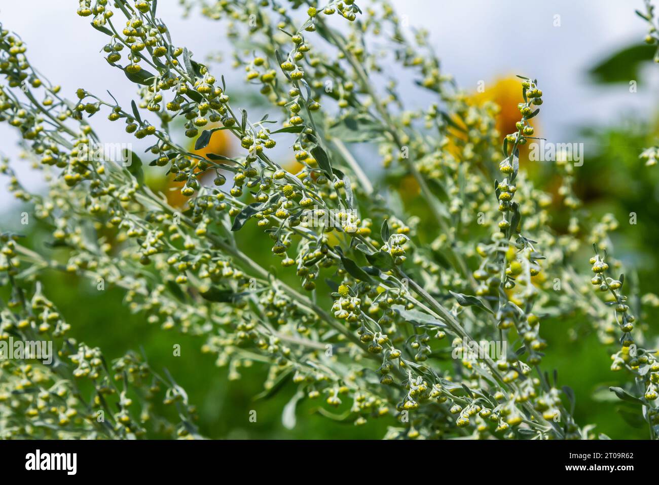 Wormwood green grey leaves with beautiful yellow flowers. Artemisia ...