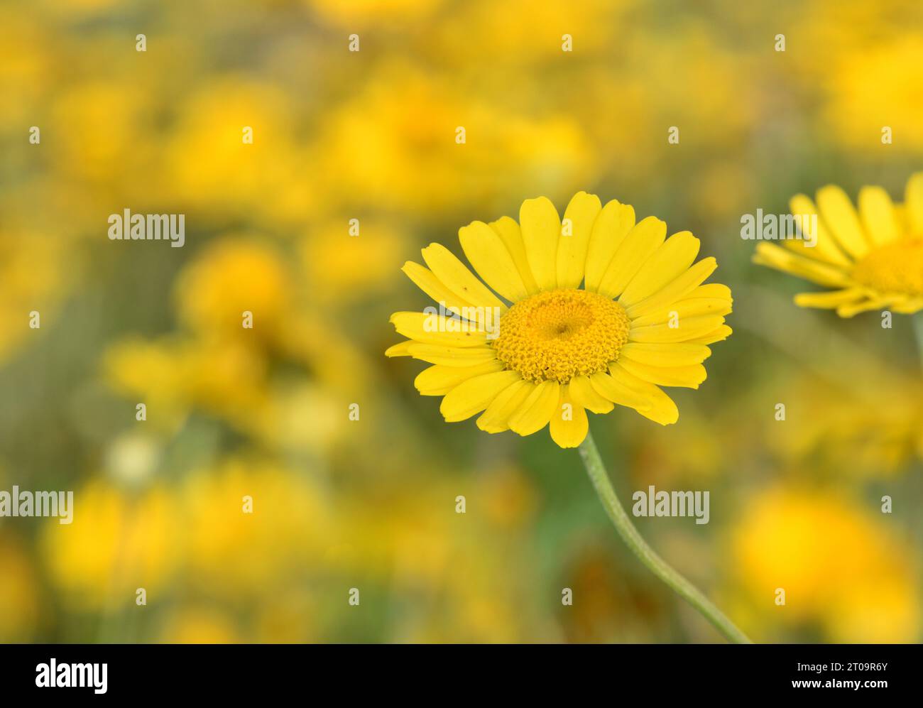 Anthemis tinctoria uk hi-res stock photography and images - Alamy