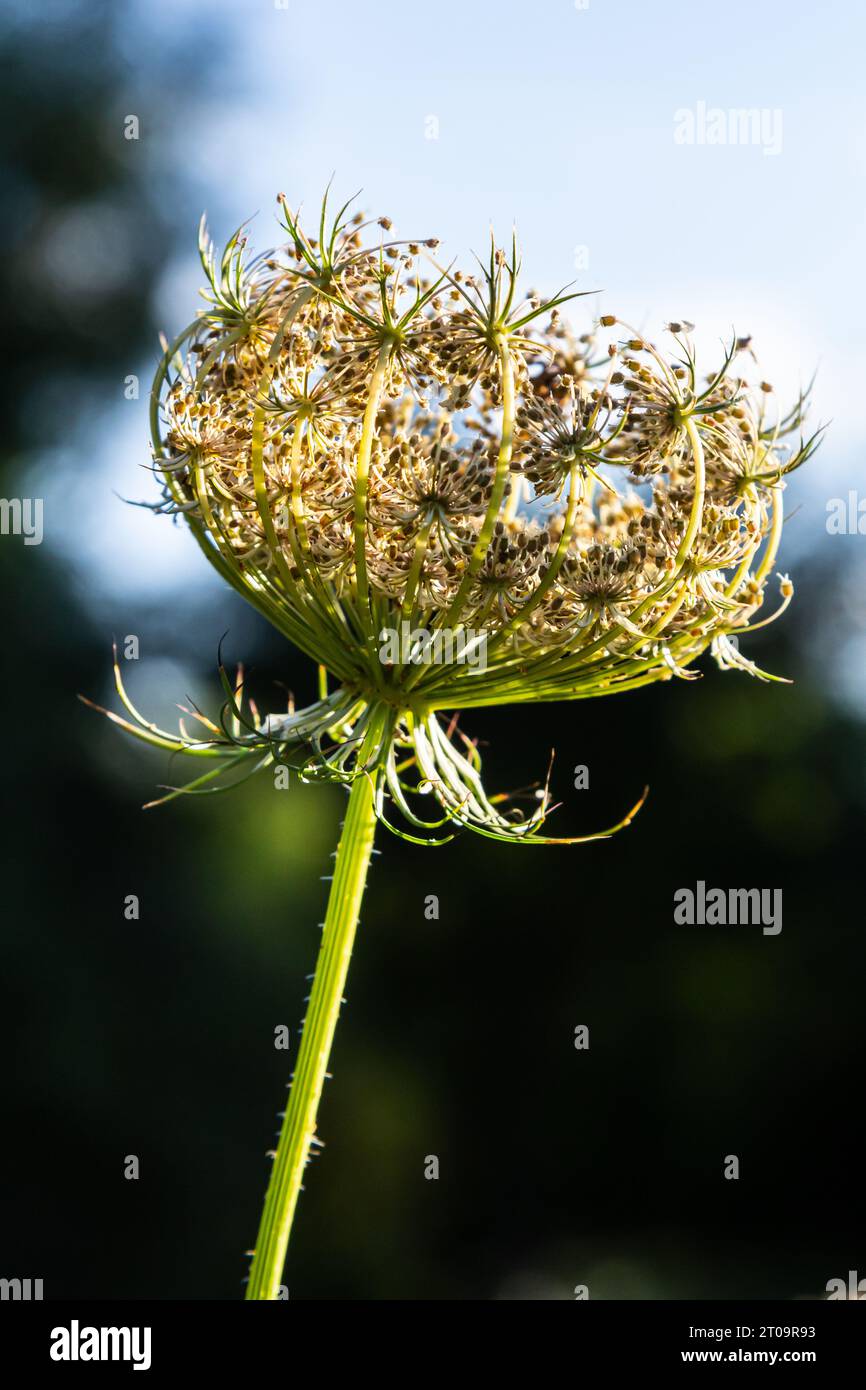 Daucus carota known as wild carrot blooming plant Stock Photo - Alamy