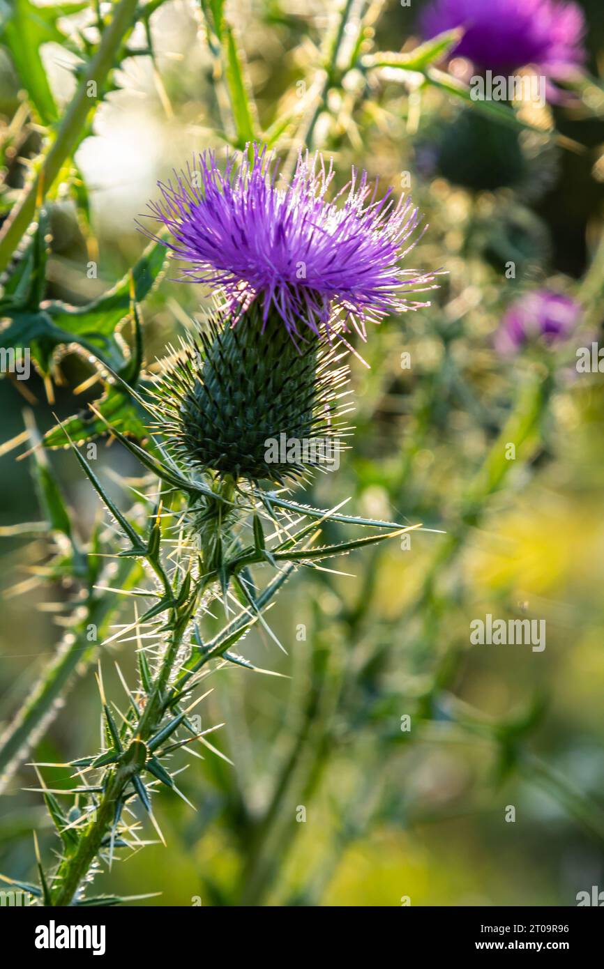 Vertical closeup on a colorful purple spear-thistle flower, Cirsium ...