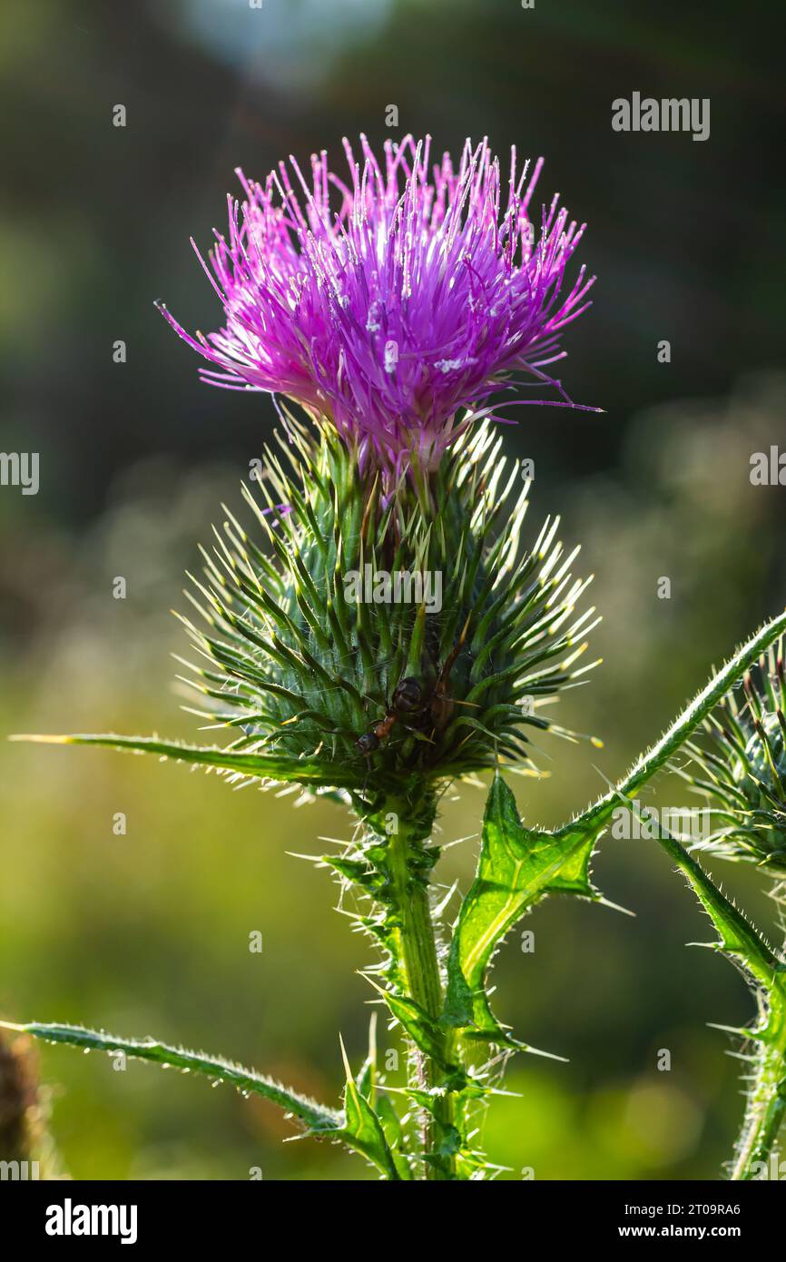 Vertical closeup on a colorful purple spear-thistle flower, Cirsium ...