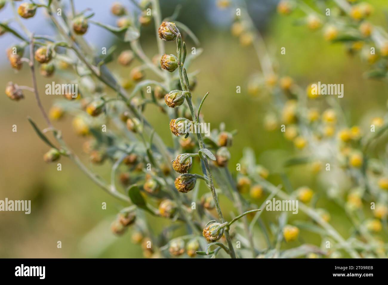 Wormwood green grey leaves with beautiful yellow flowers. Artemisia ...