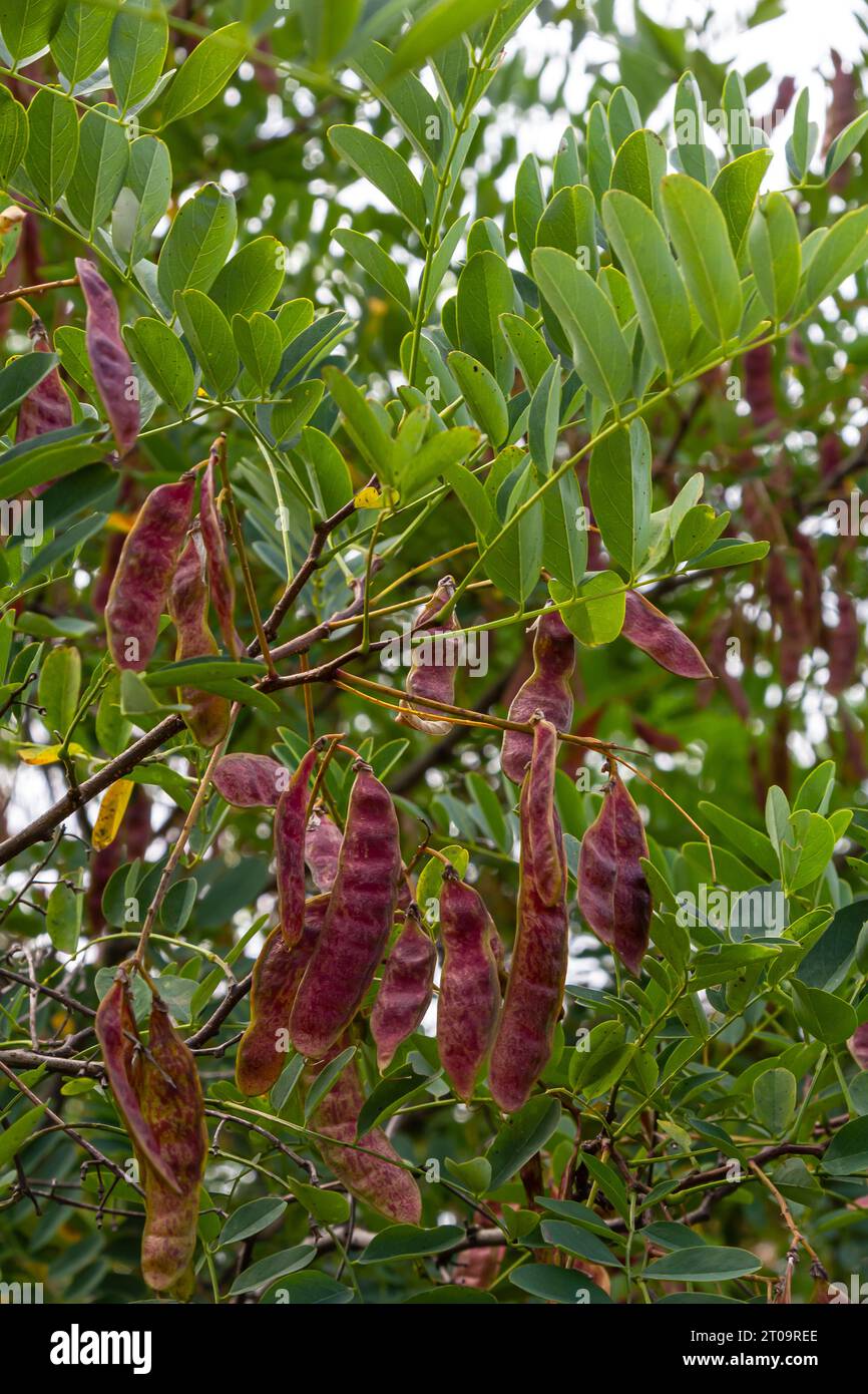 Robinia pseudoacacia, commonly known as black locust with seeds Stock ...