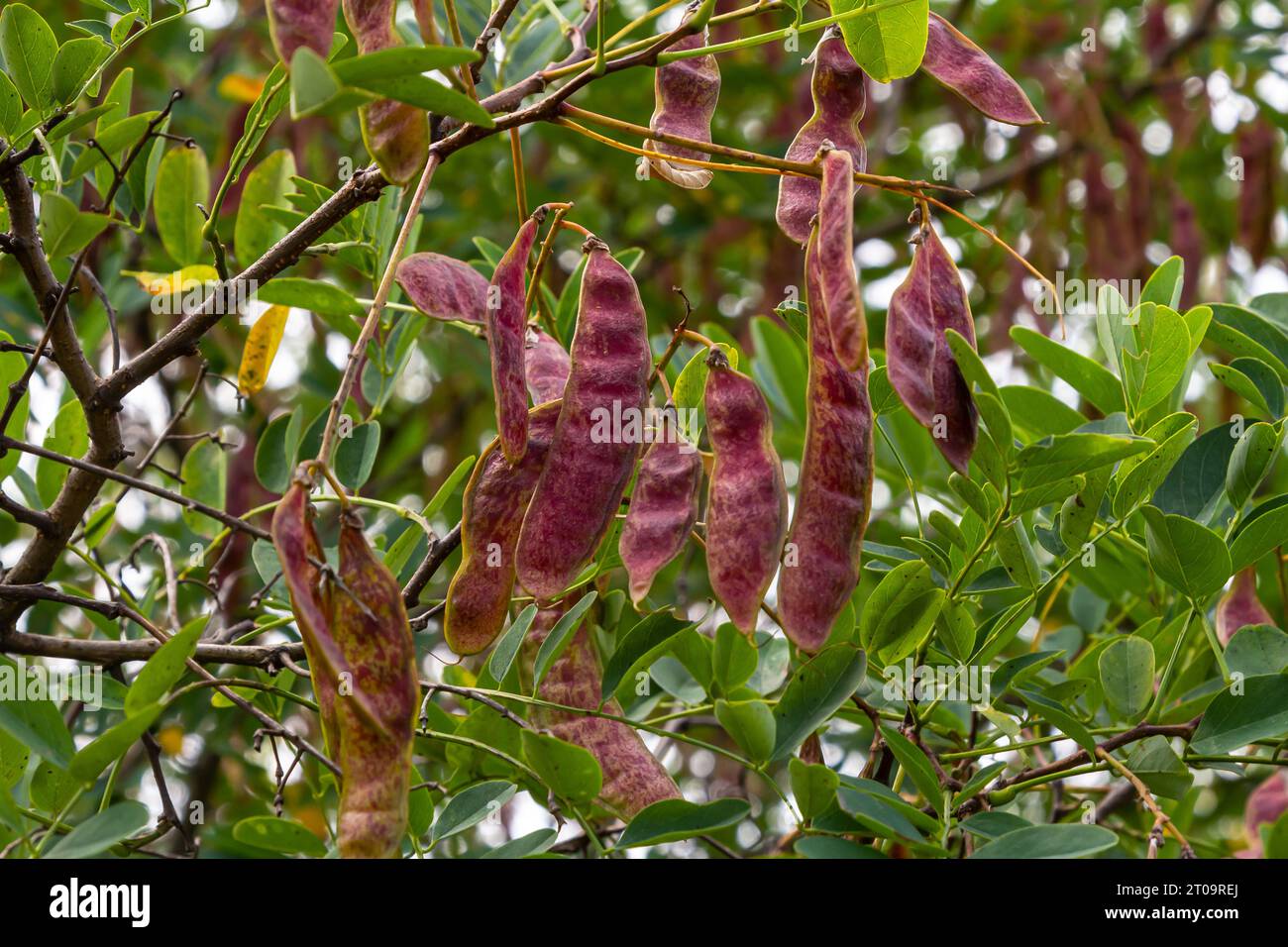 Robinia pseudoacacia, commonly known as black locust with seeds Stock ...
