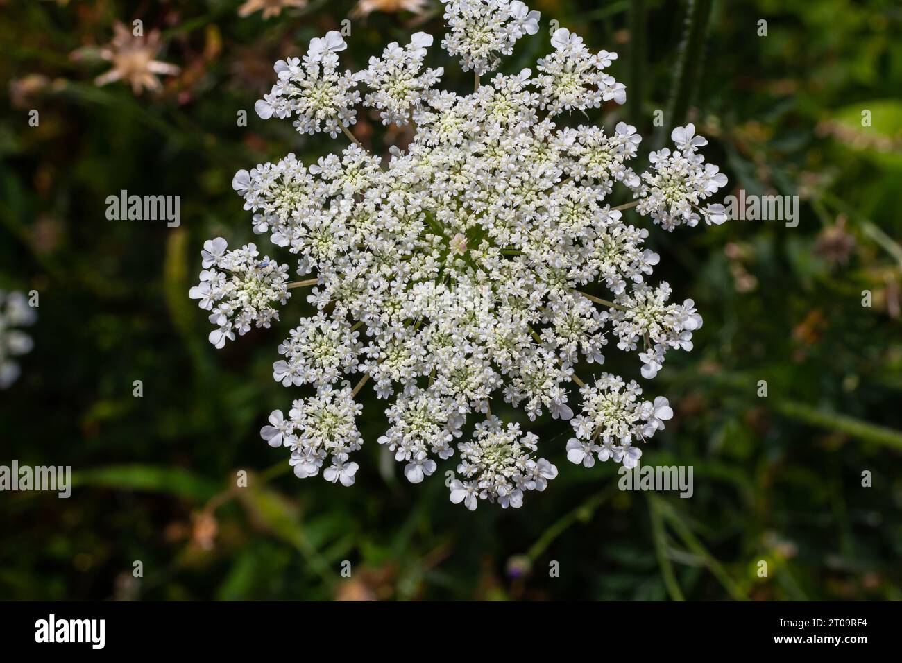 Daucus carota known as wild carrot blooming plant Stock Photo - Alamy