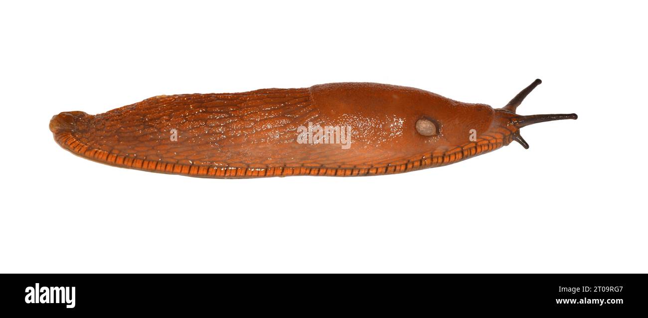 Spanish Slug - Arion lusitanicus Stock Photo - Alamy