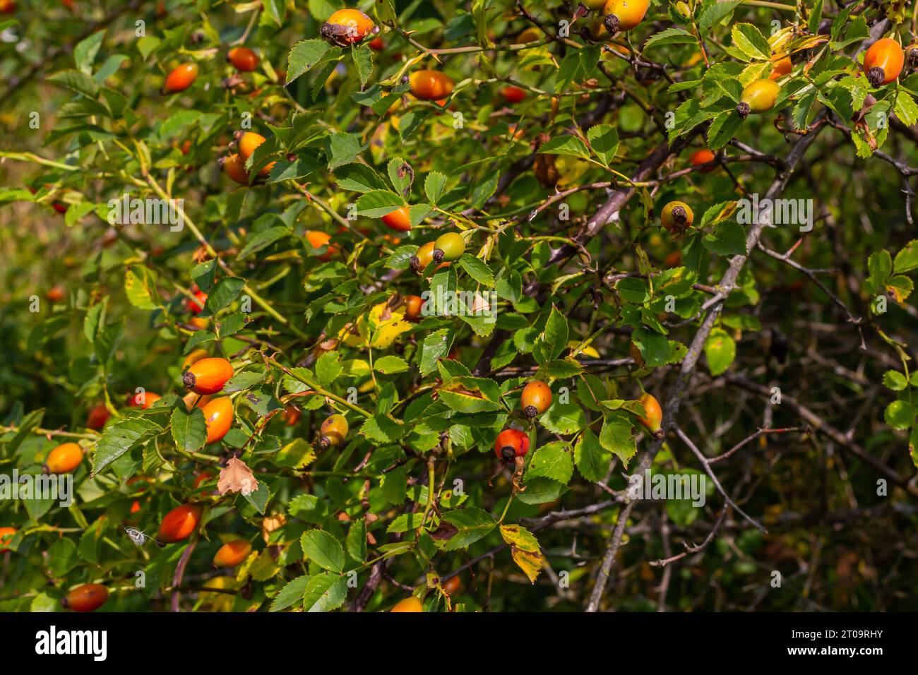Red rose hips of dog rose. Rosa canina, commonly known as the dog rose ...