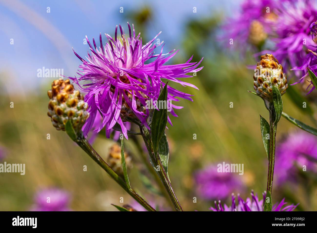 Centaurea jacea, the Brown Knapweed, known also as Brown-rayed Knapweed ...