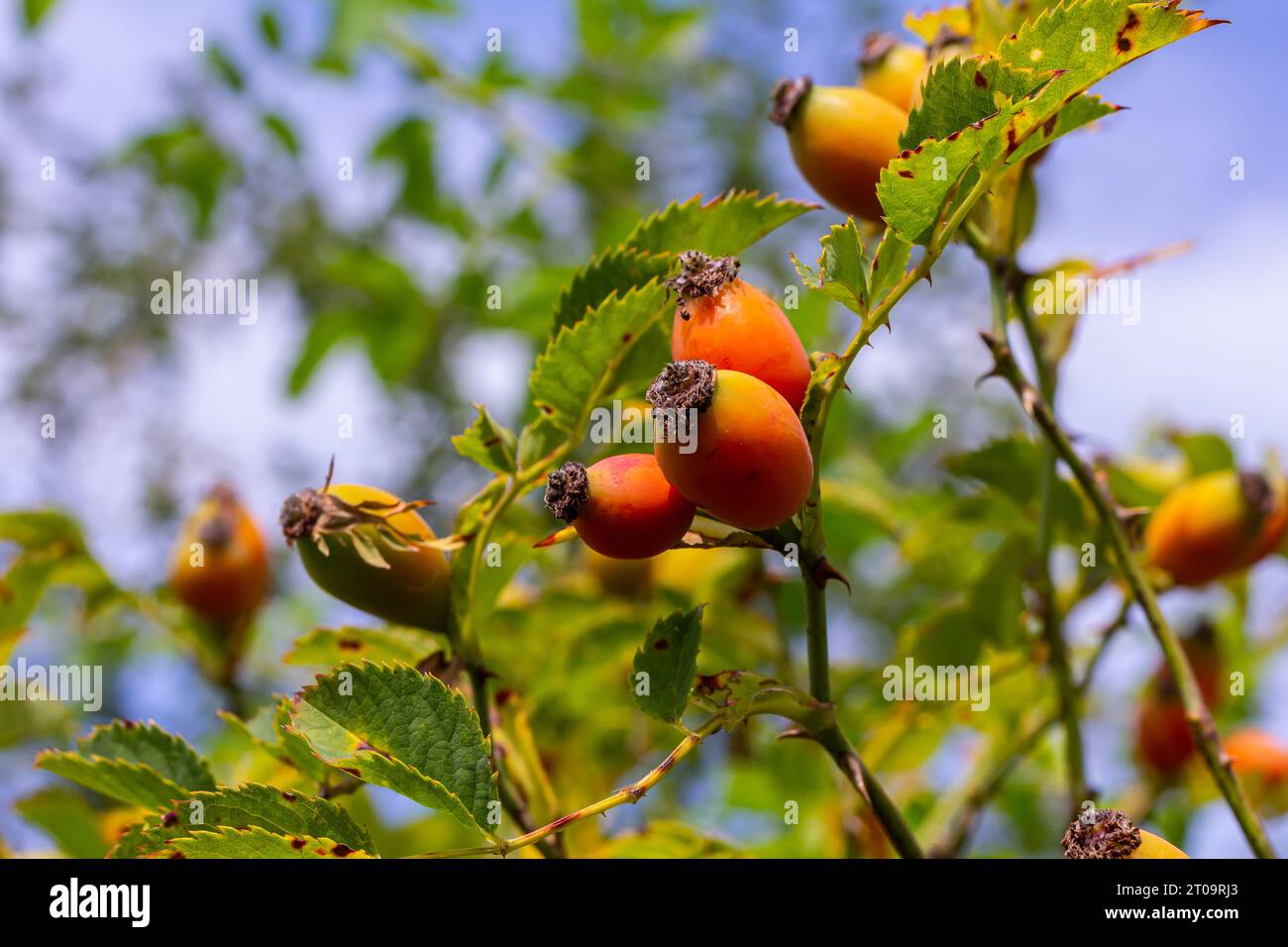 Red rose hips of dog rose. Rosa canina, commonly known as the dog rose ...