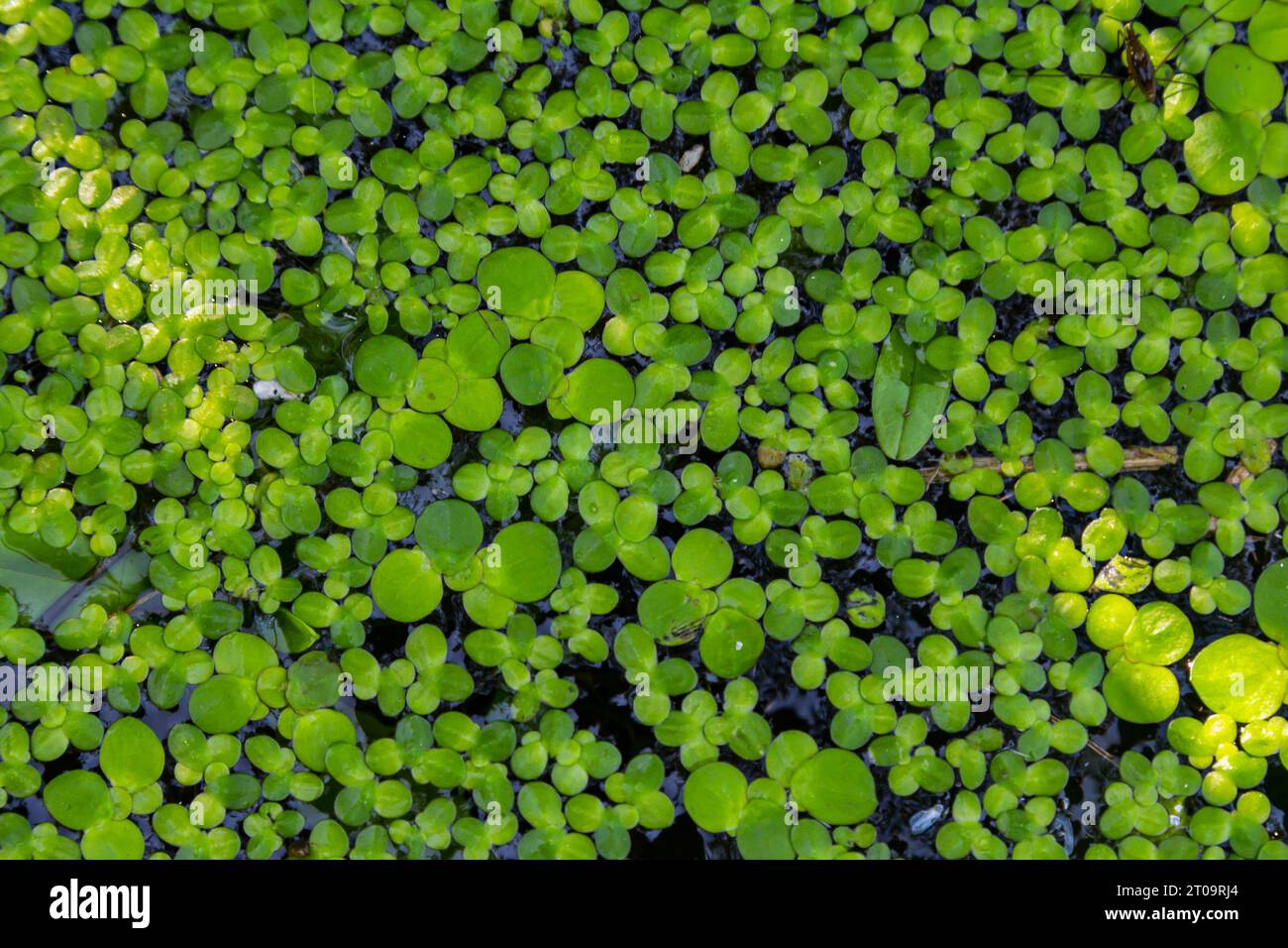 Common duckweed lemna hi-res stock photography and images - Alamy
