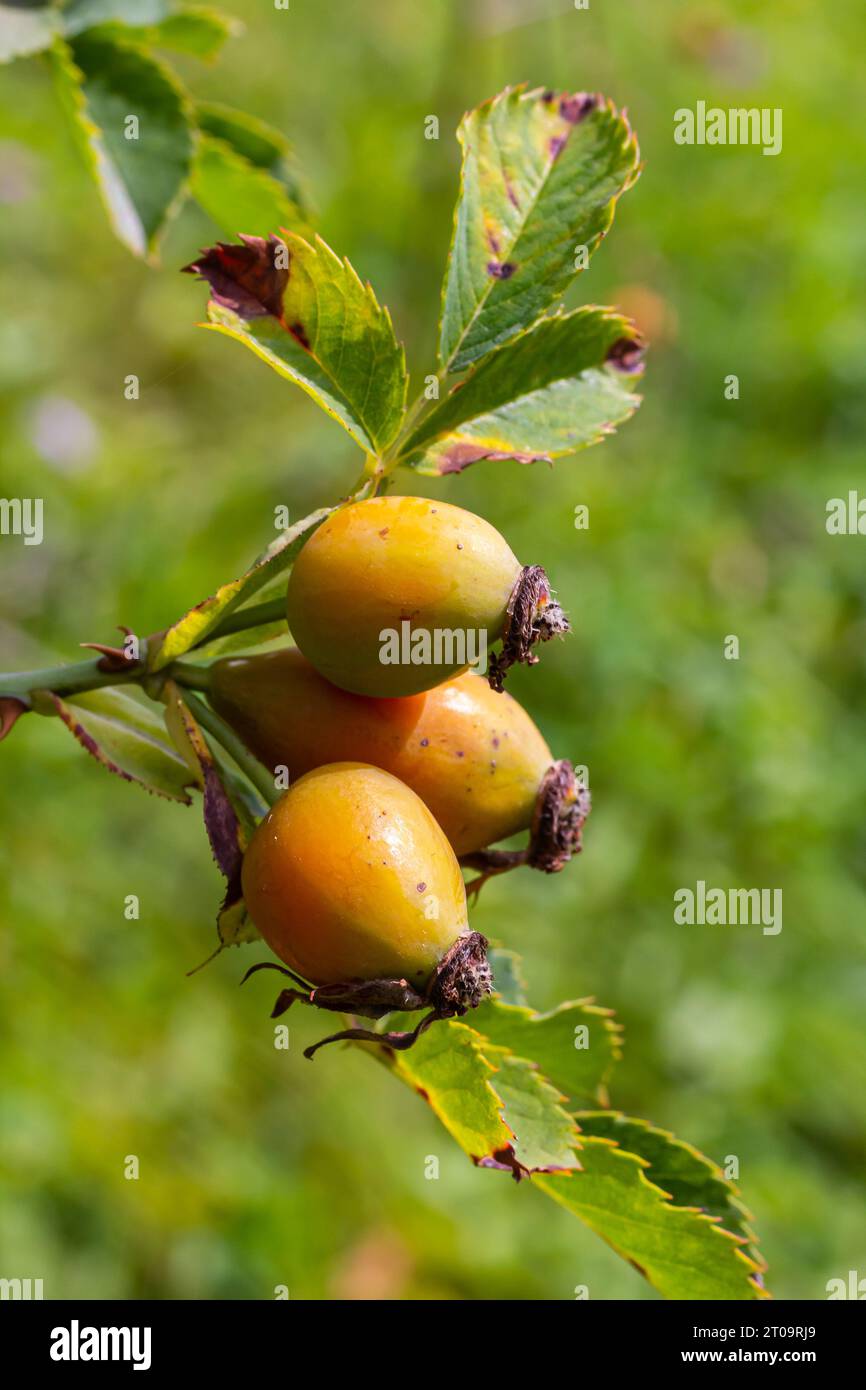 Red rose hips of dog rose. Rosa canina, commonly known as the dog rose ...