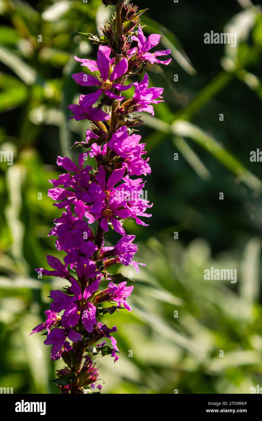 Purple loosestrife Lythrum salicaria inflorescence. Flower spike of ...