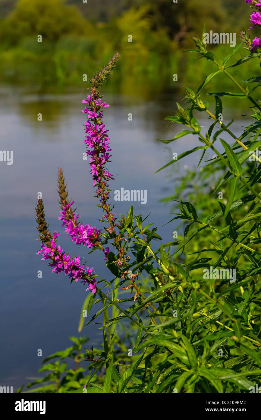 Purple loosestrife Lythrum salicaria inflorescence. Flower spike of ...