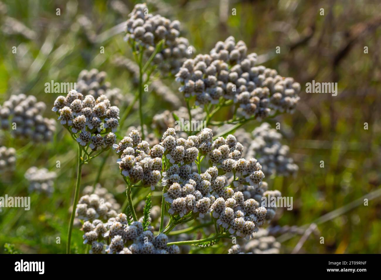 Common yarrow Achillea millefolium white flowers close up, floral ...