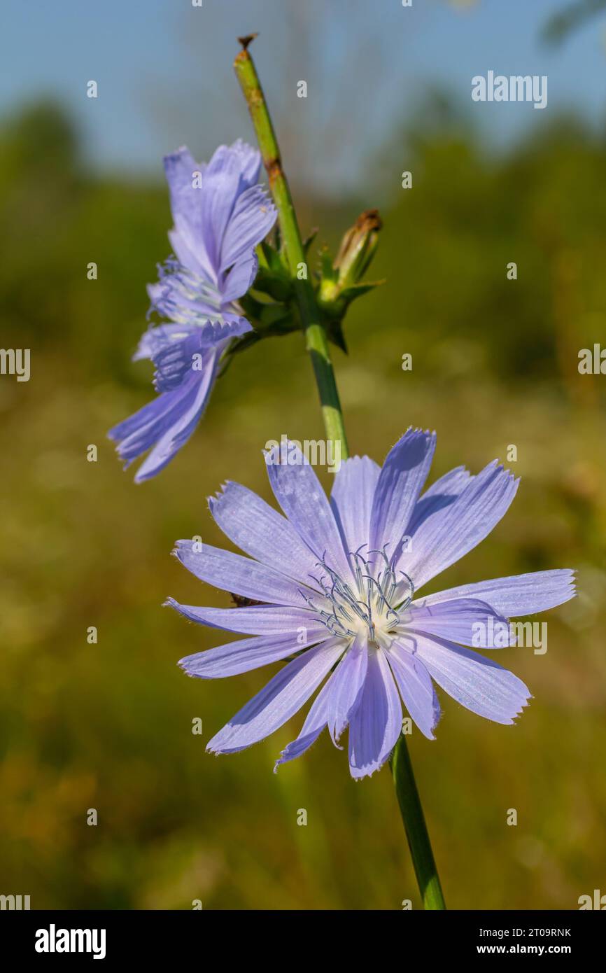 delicate blue flowers of chicory, plants with the Latin name Cichorium ...