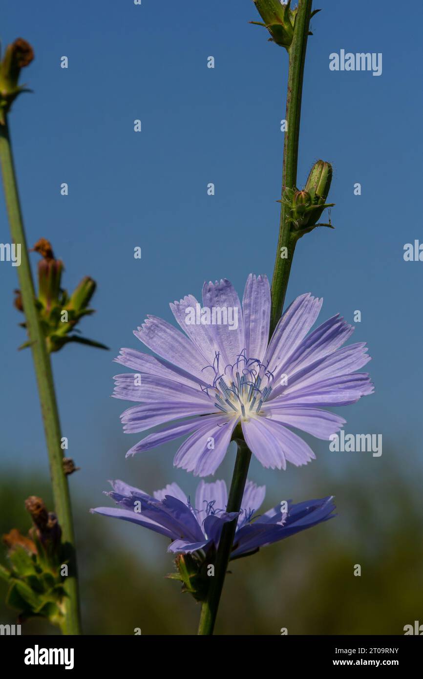 delicate blue flowers of chicory, plants with the Latin name Cichorium ...