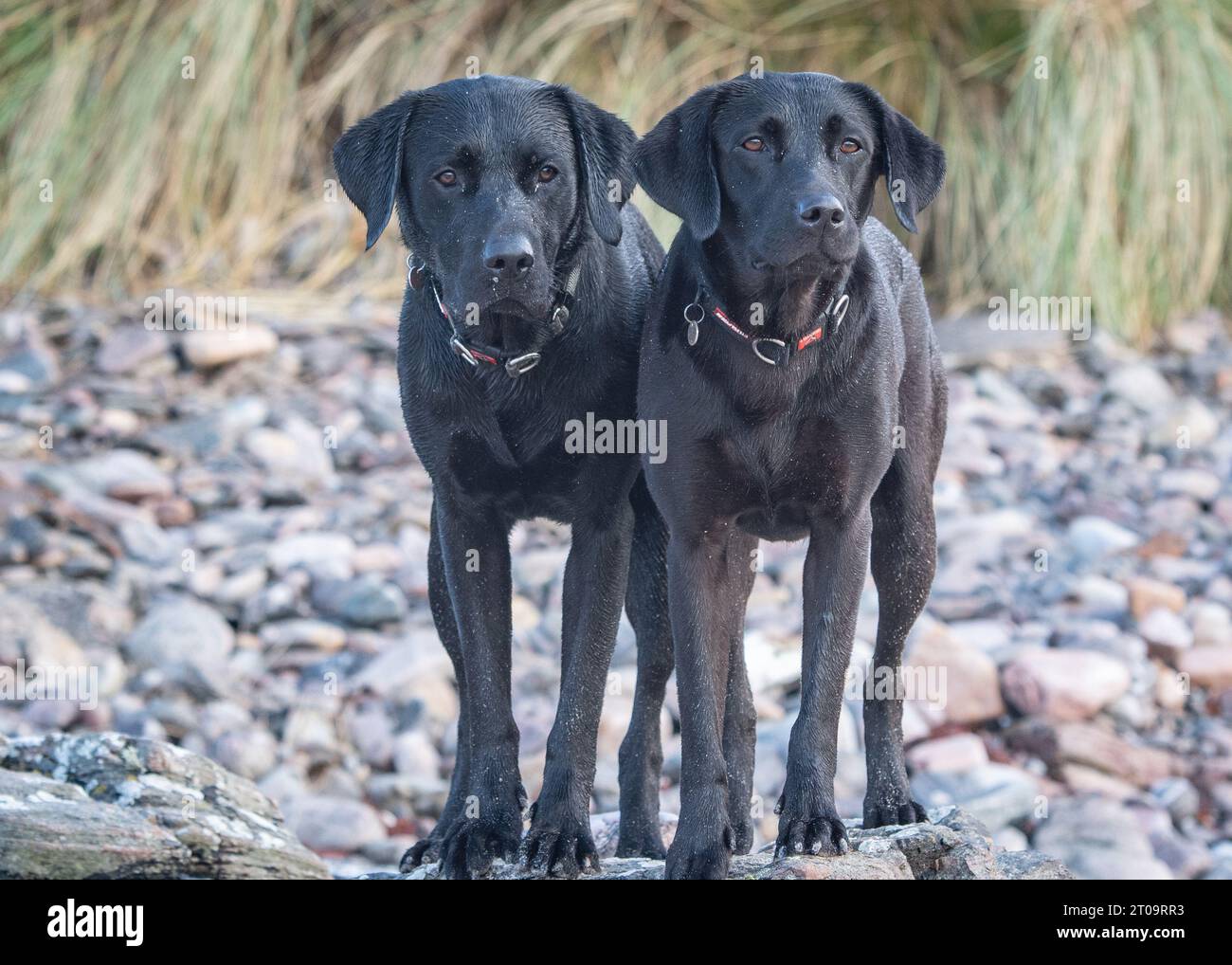 Black Labrador Retriever Stock Photo - Alamy