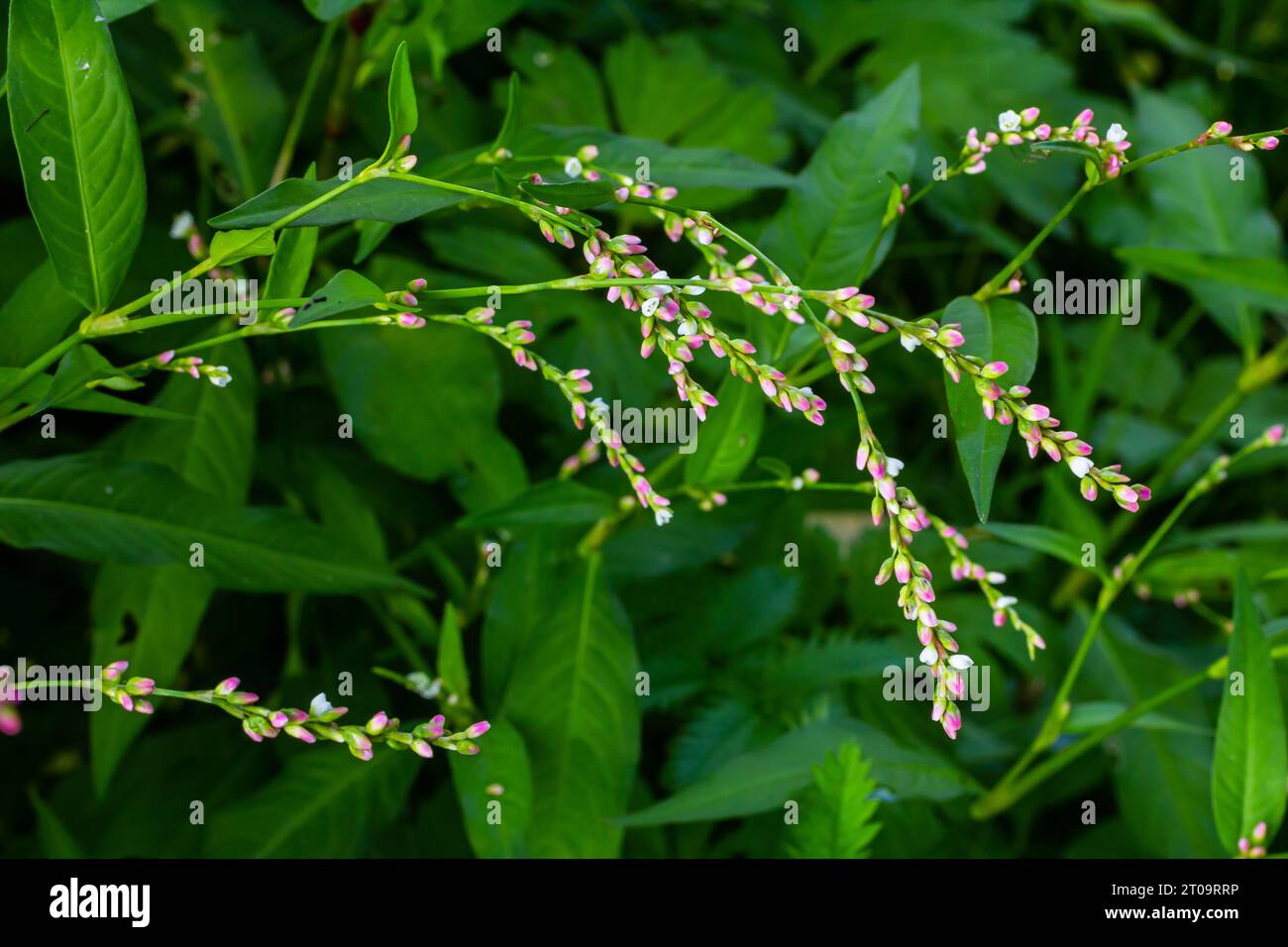 Weed Persicaria lapathifolia grows in a field among agricultural crops ...