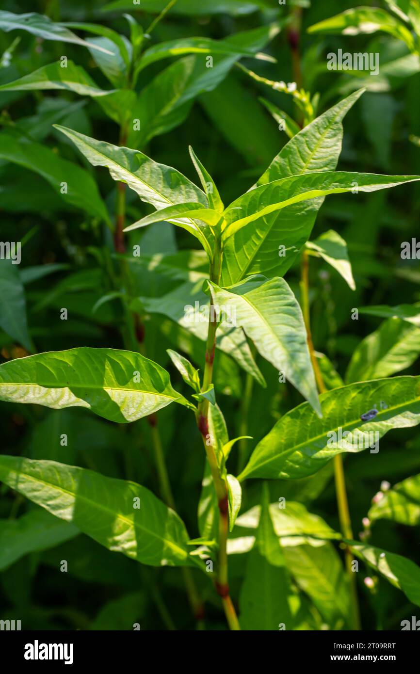 Weed Persicaria lapathifolia grows in a field among agricultural crops ...