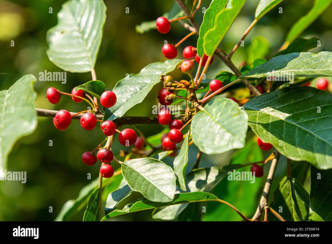 Branches of Frangula alnus with black and red berries. Fruits of ...