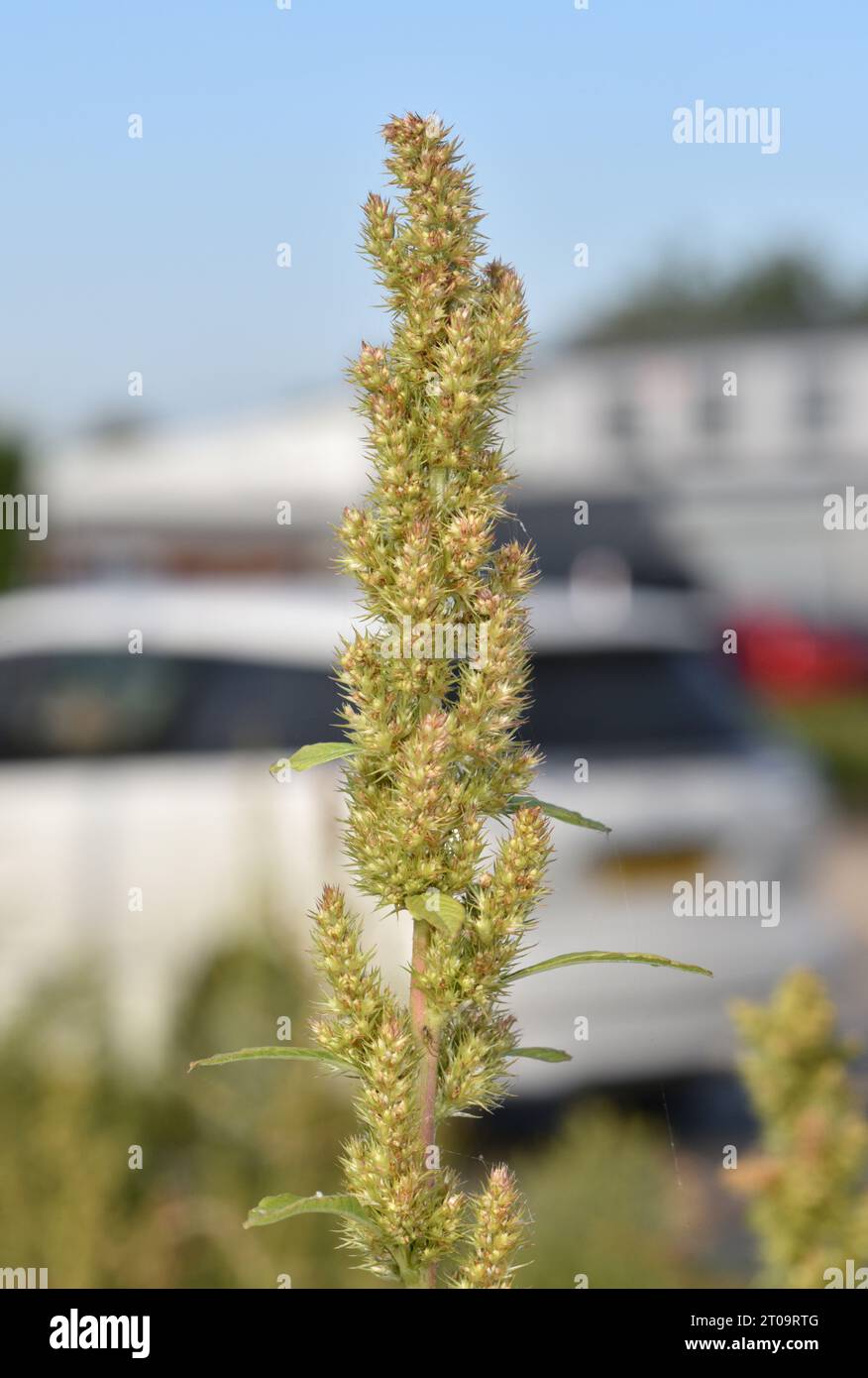 Common Amaranth - Amaranthus retroflexus Stock Photo - Alamy