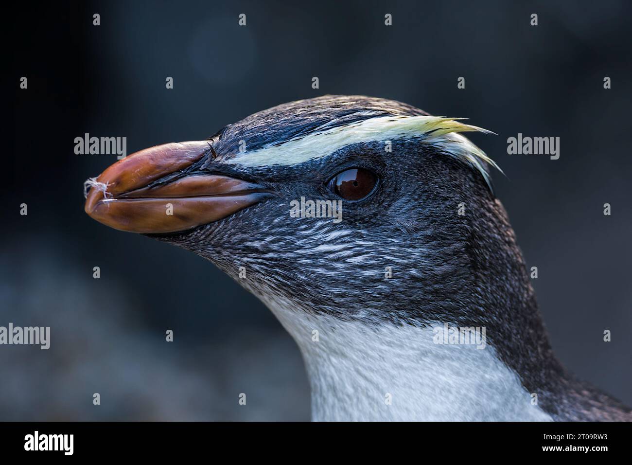 Fiordland Crested Penguin - Eudyptes pachyrhynchus - close-up portrait ...
