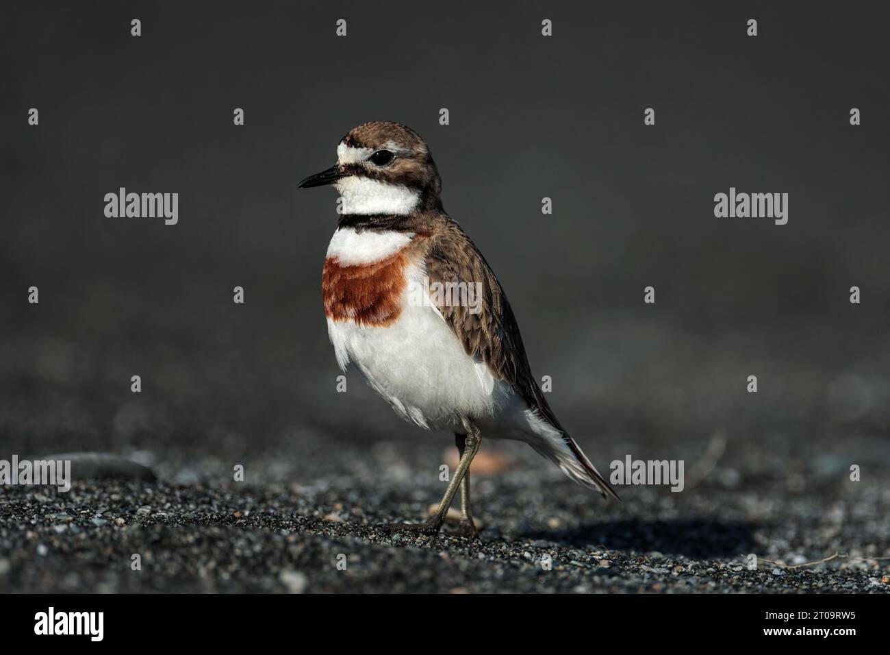Double-banded Plover - Charadrius bicinctus - pausing and standing ...