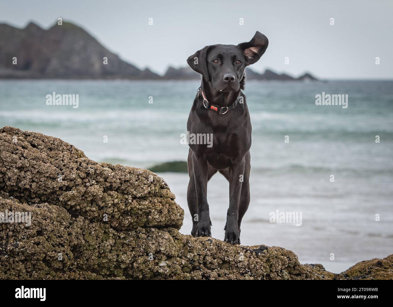 Black Labrador Retriever Stock Photo - Alamy