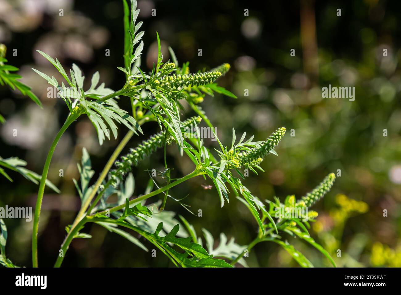 Flower of a common ragweed, Ambrosia artemisiifolia Stock Photo - Alamy