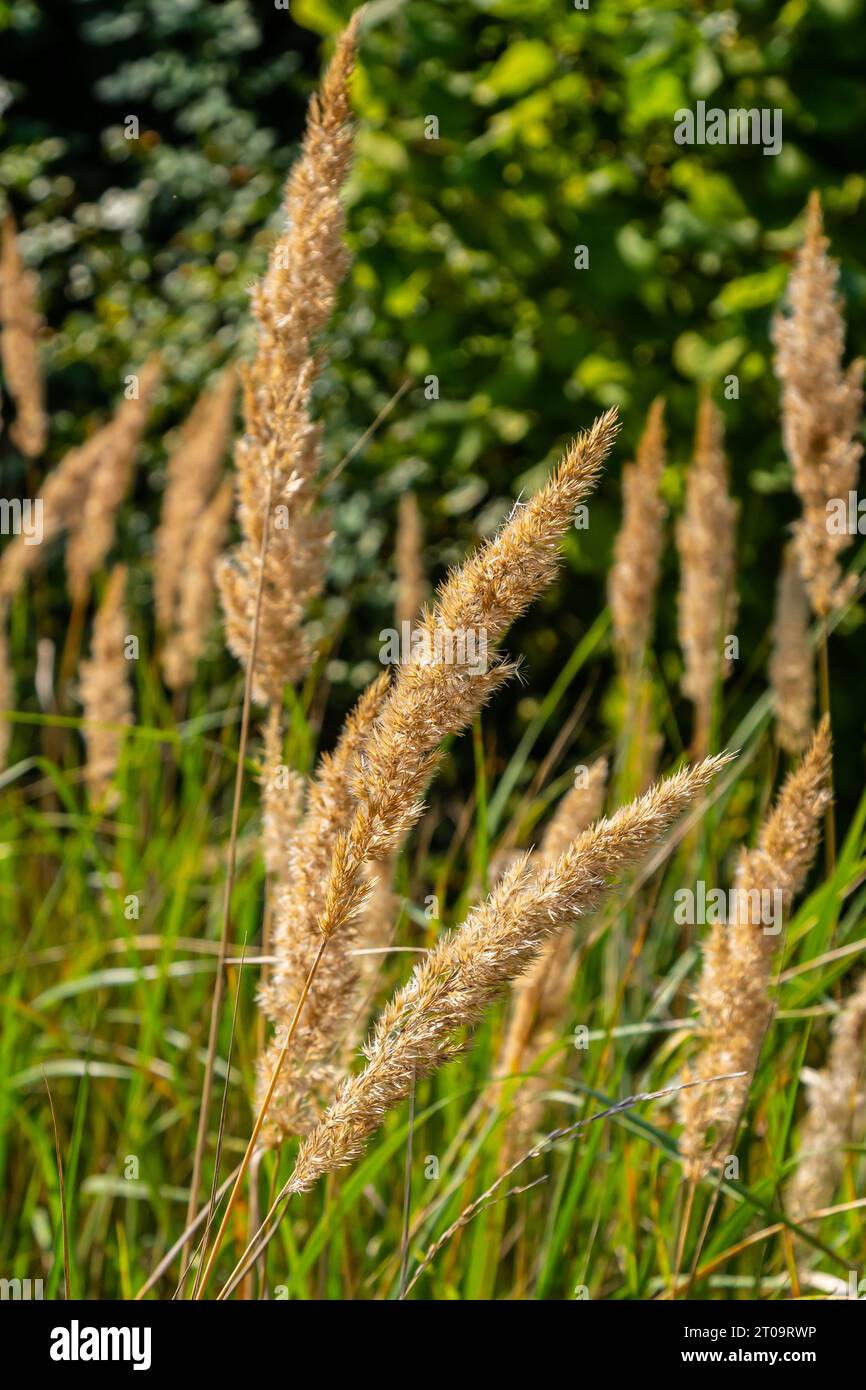 Inflorescence of wood small-reed Calamagrostis epigejos on a meadow ...