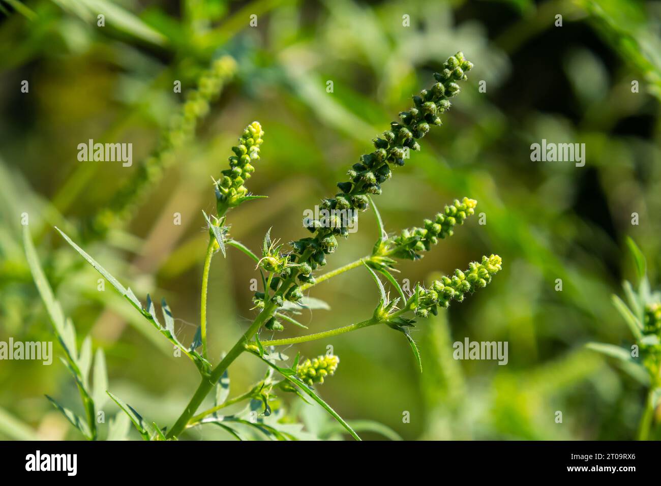 Flower of a common ragweed, Ambrosia artemisiifolia Stock Photo - Alamy