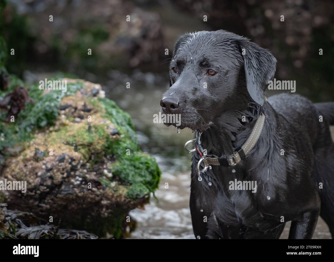 Black Labrador Retriever Stock Photo - Alamy
