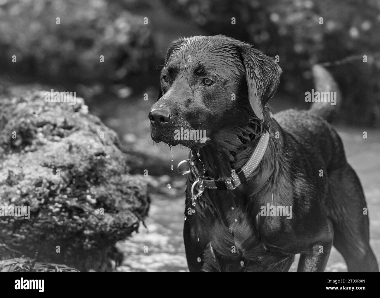 Black Labrador Retriever Stock Photo - Alamy
