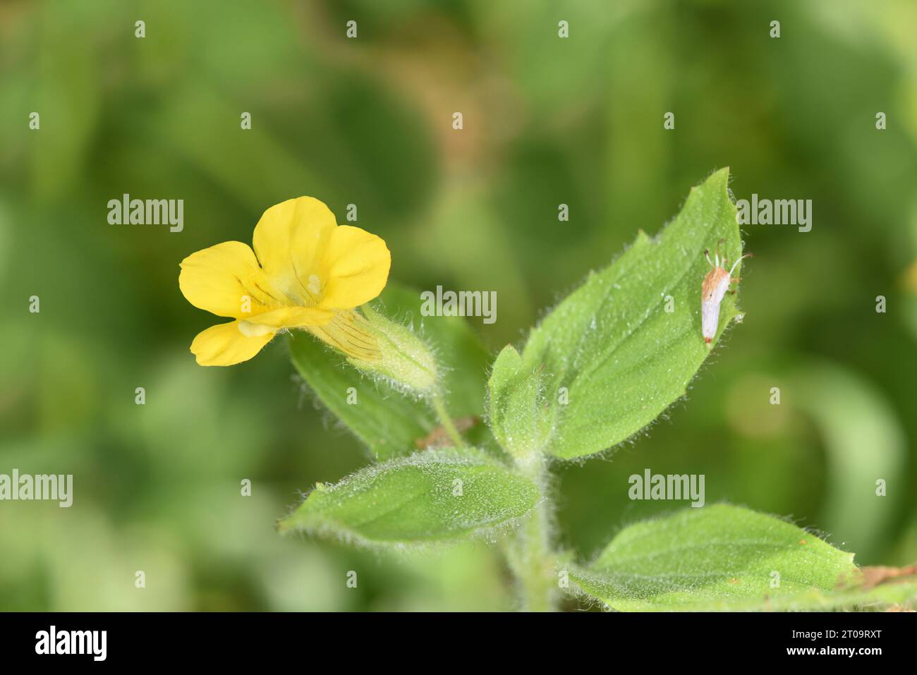 Erythranthe moschata hi-res stock photography and images - Alamy