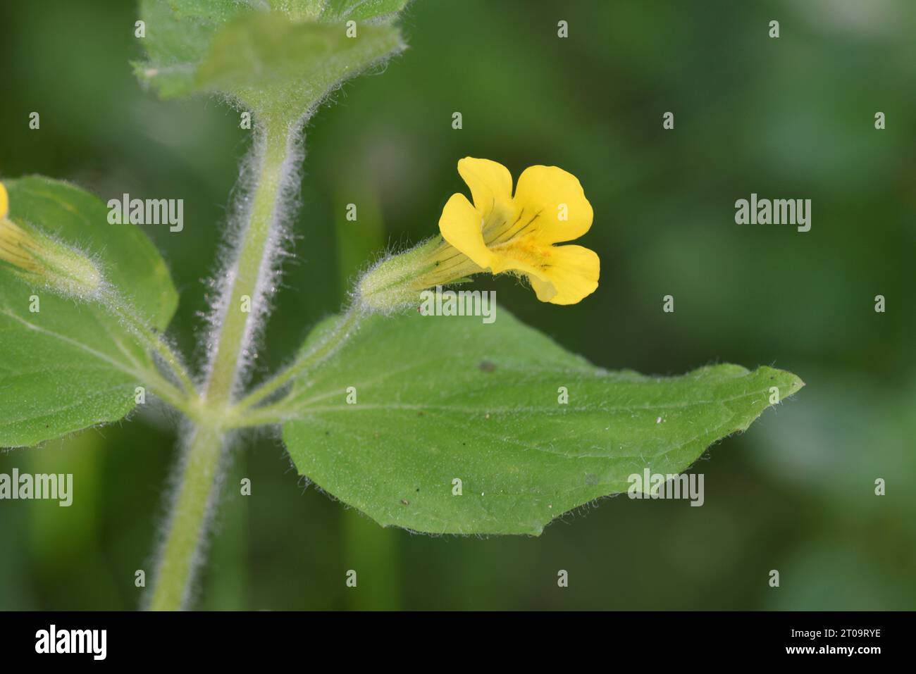 Erythranthe moschata hi-res stock photography and images - Alamy