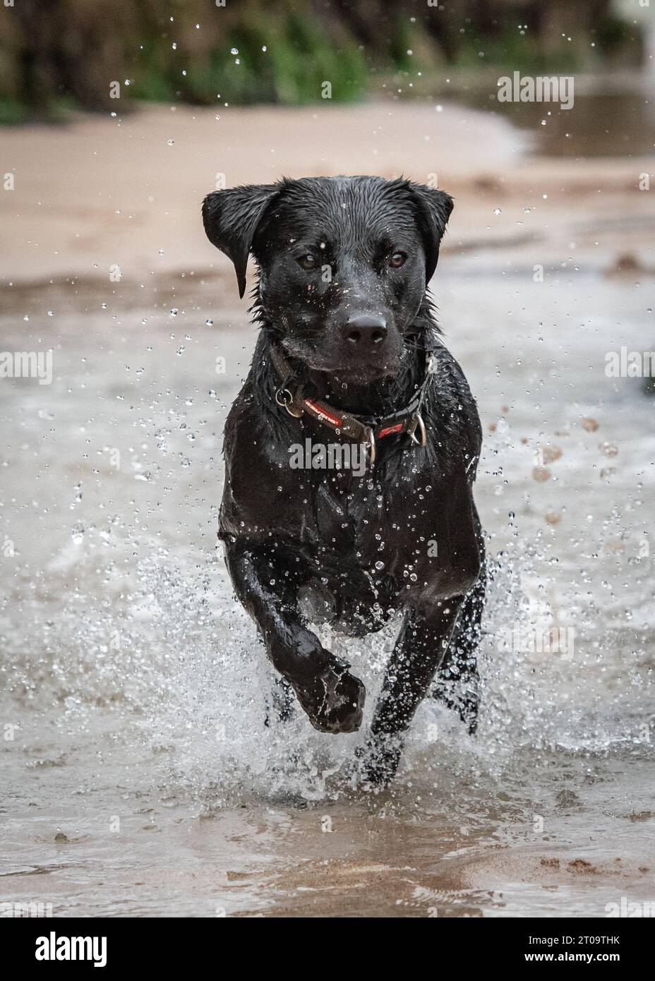 Black Labrador Retriever Stock Photo - Alamy
