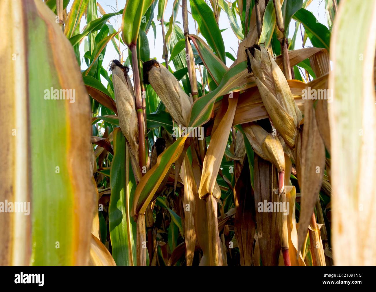 Corn field close up view Stock Photo - Alamy