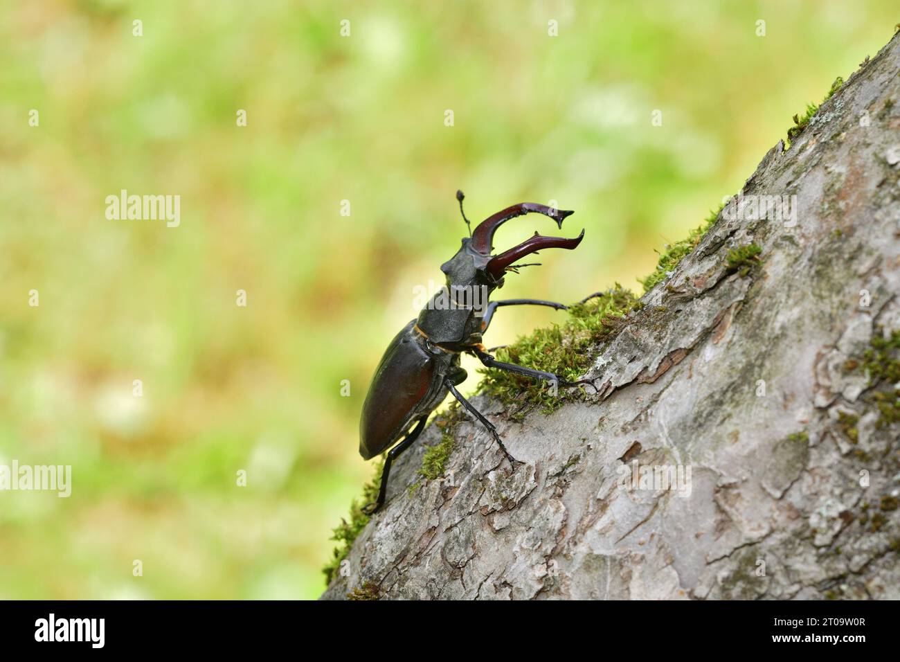 Macro photo of a european stag beetle with antlers climbing up a tree ...