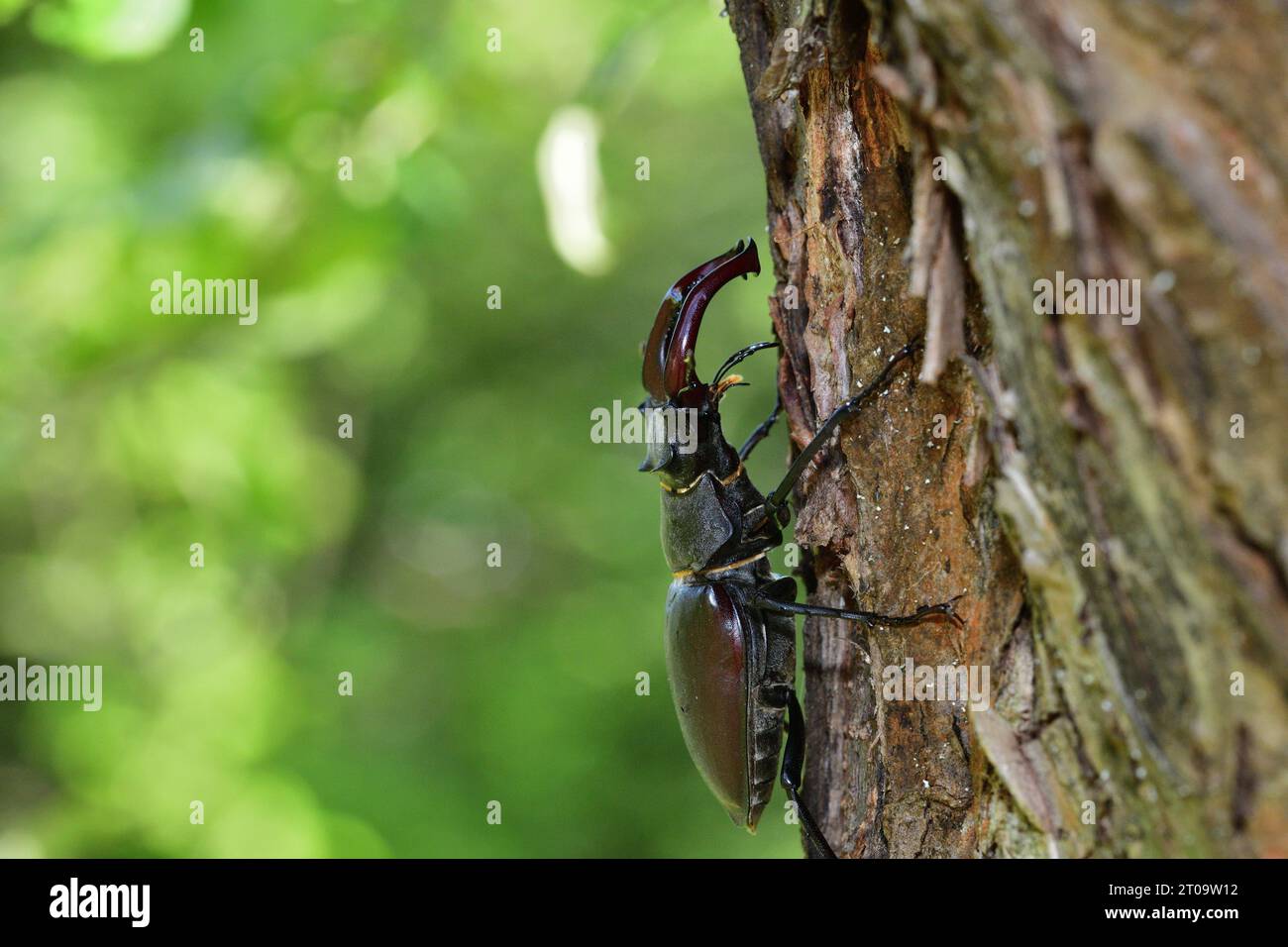 Macro photo of a european stag beetle with antlers climbing up a tree ...