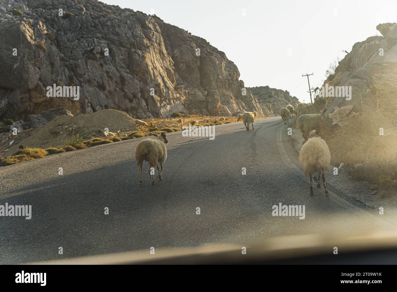 goats walking in front of a ar on the road to Calypso Pirate Fjord ...
