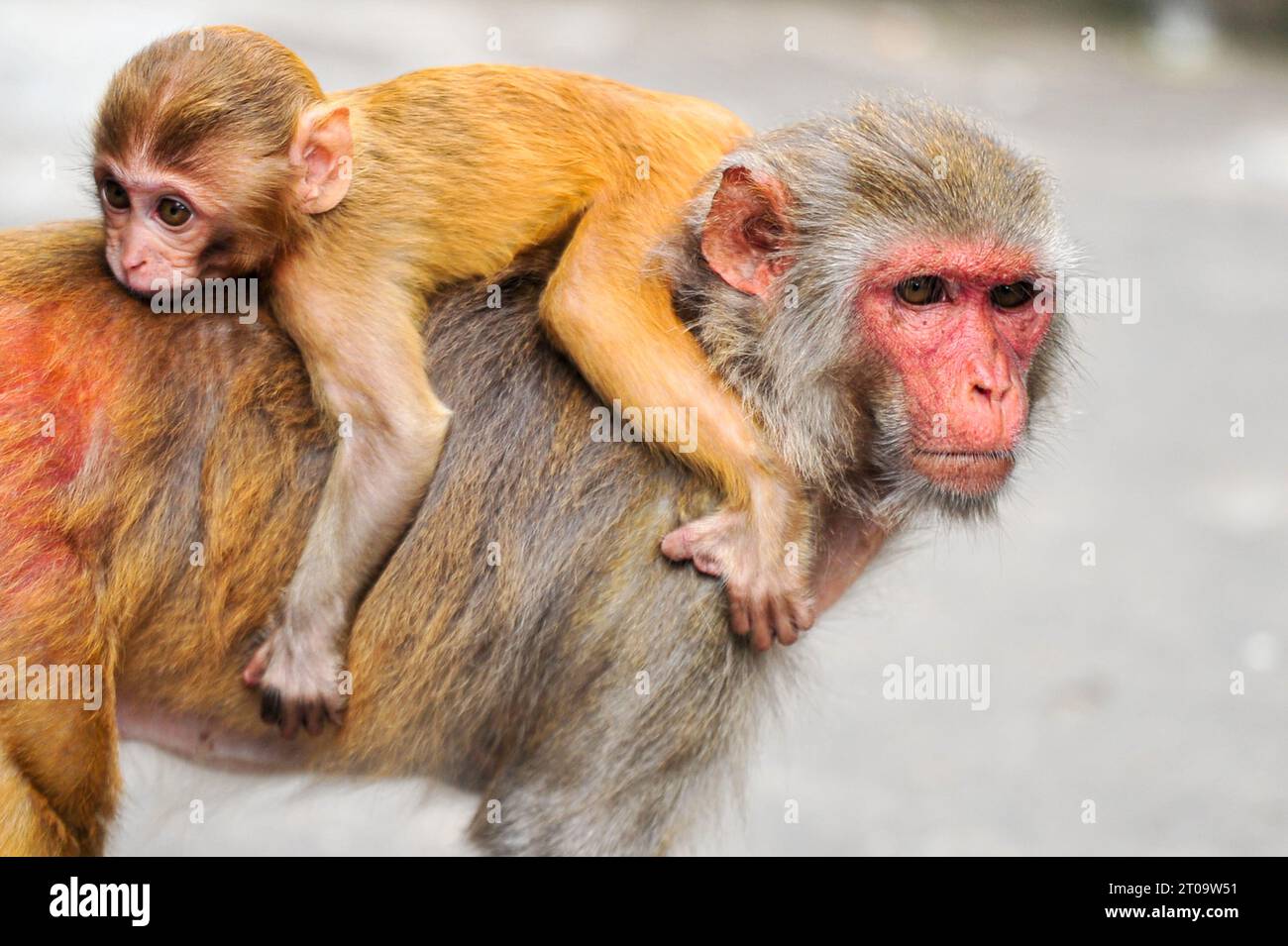 Rhesus Macaque monkey at the geologist chasnipir (R) Shrine premises in ...