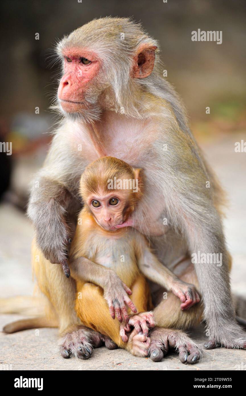 Rhesus Macaque monkey at the geologist chasnipir (R) Shrine premises in Sylhet, Bangladesh ...