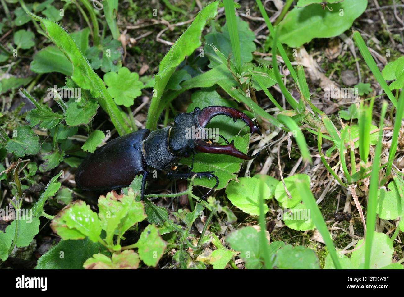 European stag beetle with large antlers crawls in the grass Stock Photo ...