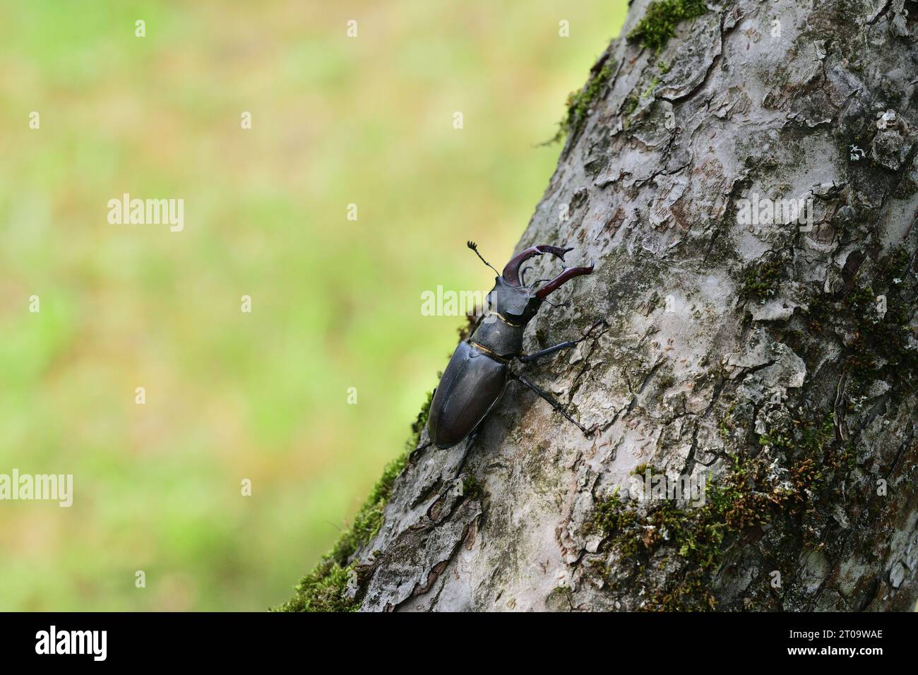 Macro photo of a european stag beetle with antlers climbing up a tree ...