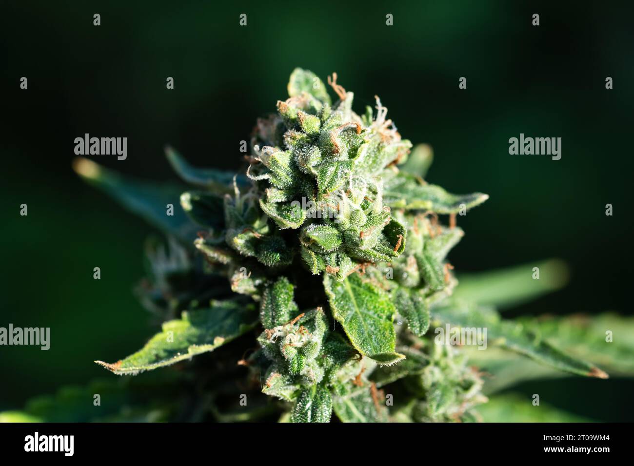 Flowering cannabis bud. Medical cannabis growing concept Stock Photo ...