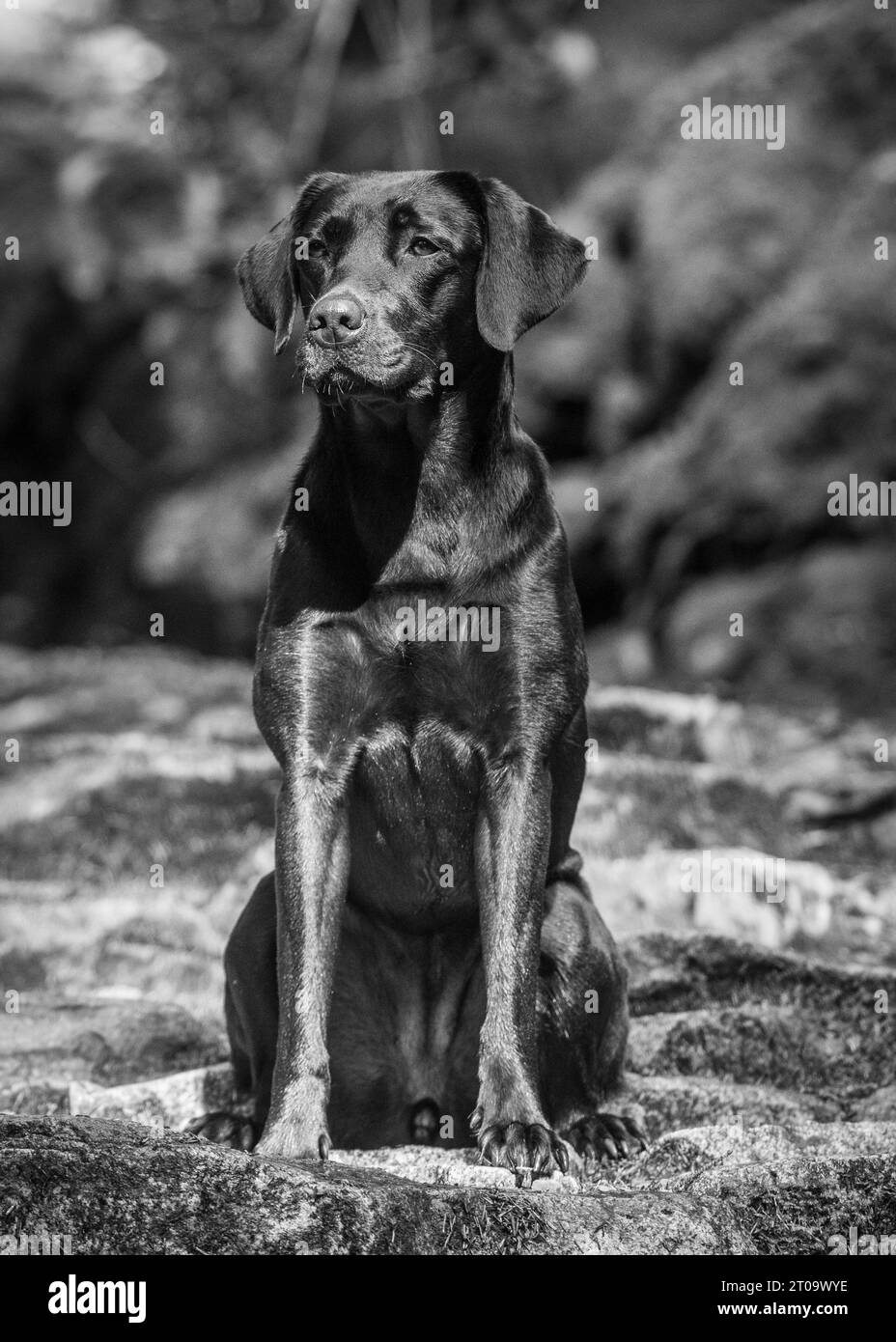 Black labrador retiever hi-res stock photography and images - Alamy