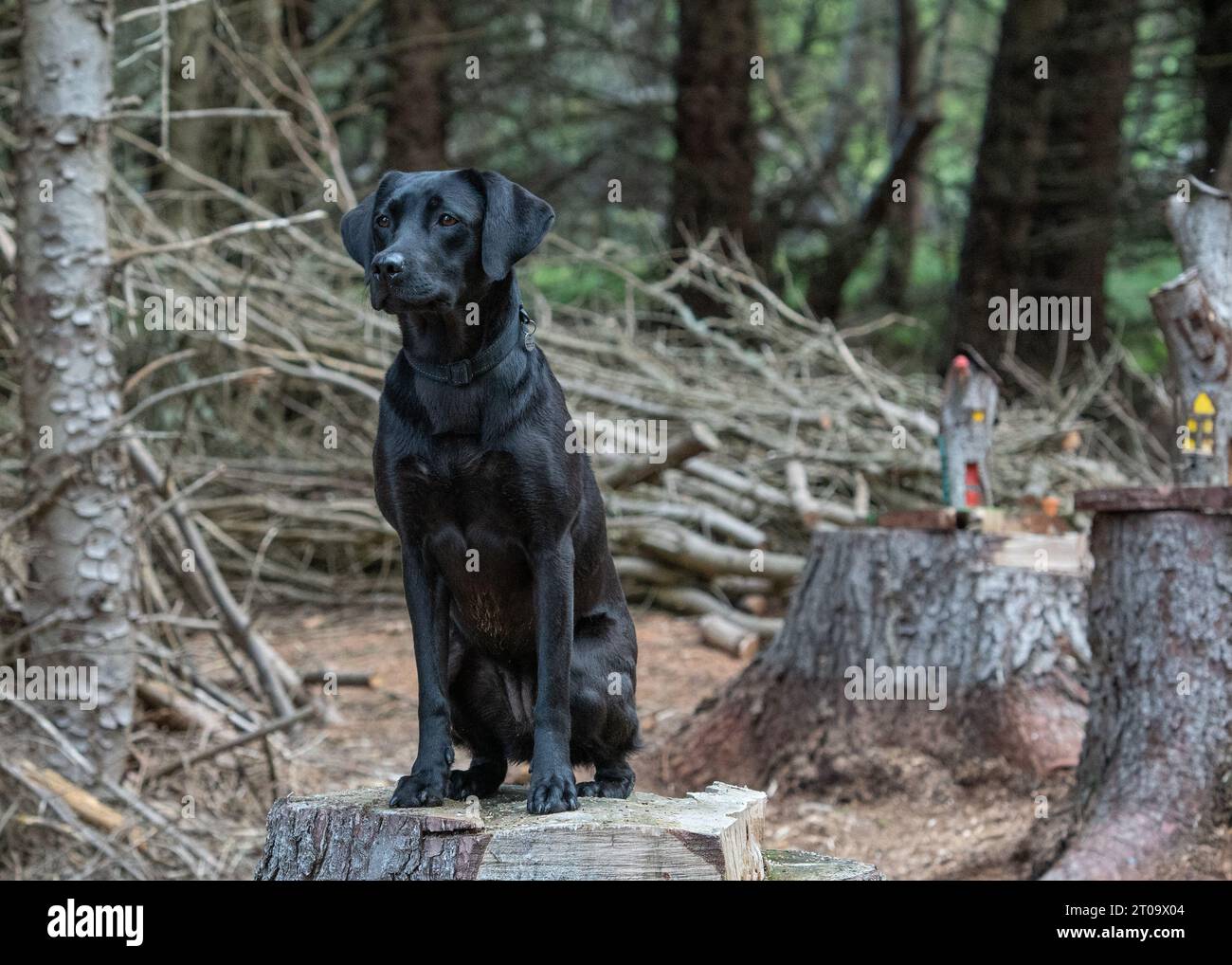 Black labrador retiever hi-res stock photography and images - Alamy