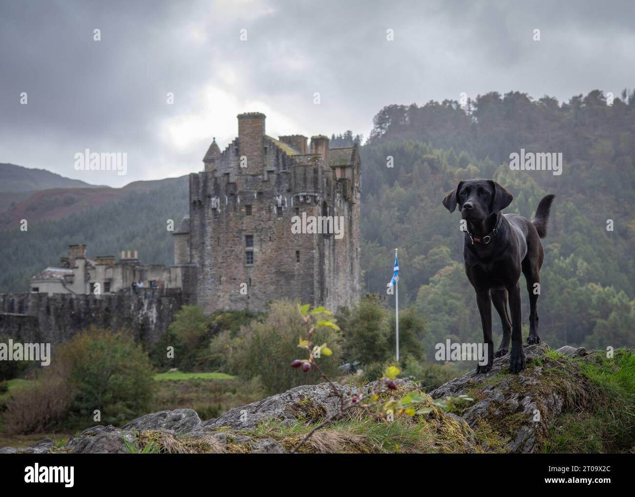 Scottish retriever hi-res stock photography and images - Alamy
