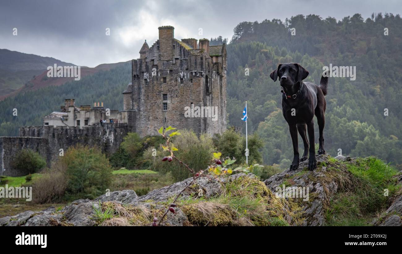 Scottish retriever hi-res stock photography and images - Alamy