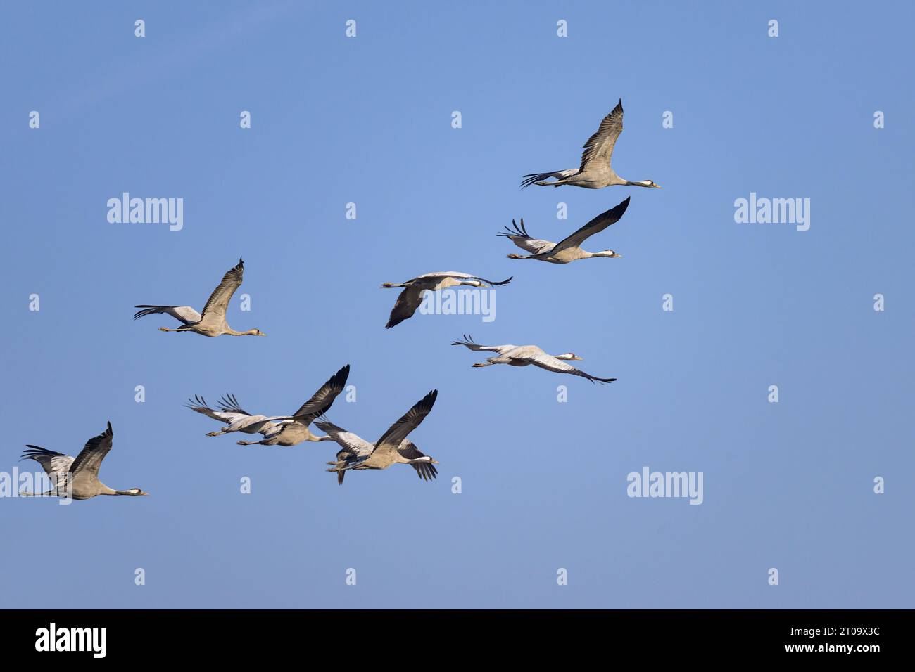 A group of Common Cranes flying blue sky, sunny day in springtime in ...